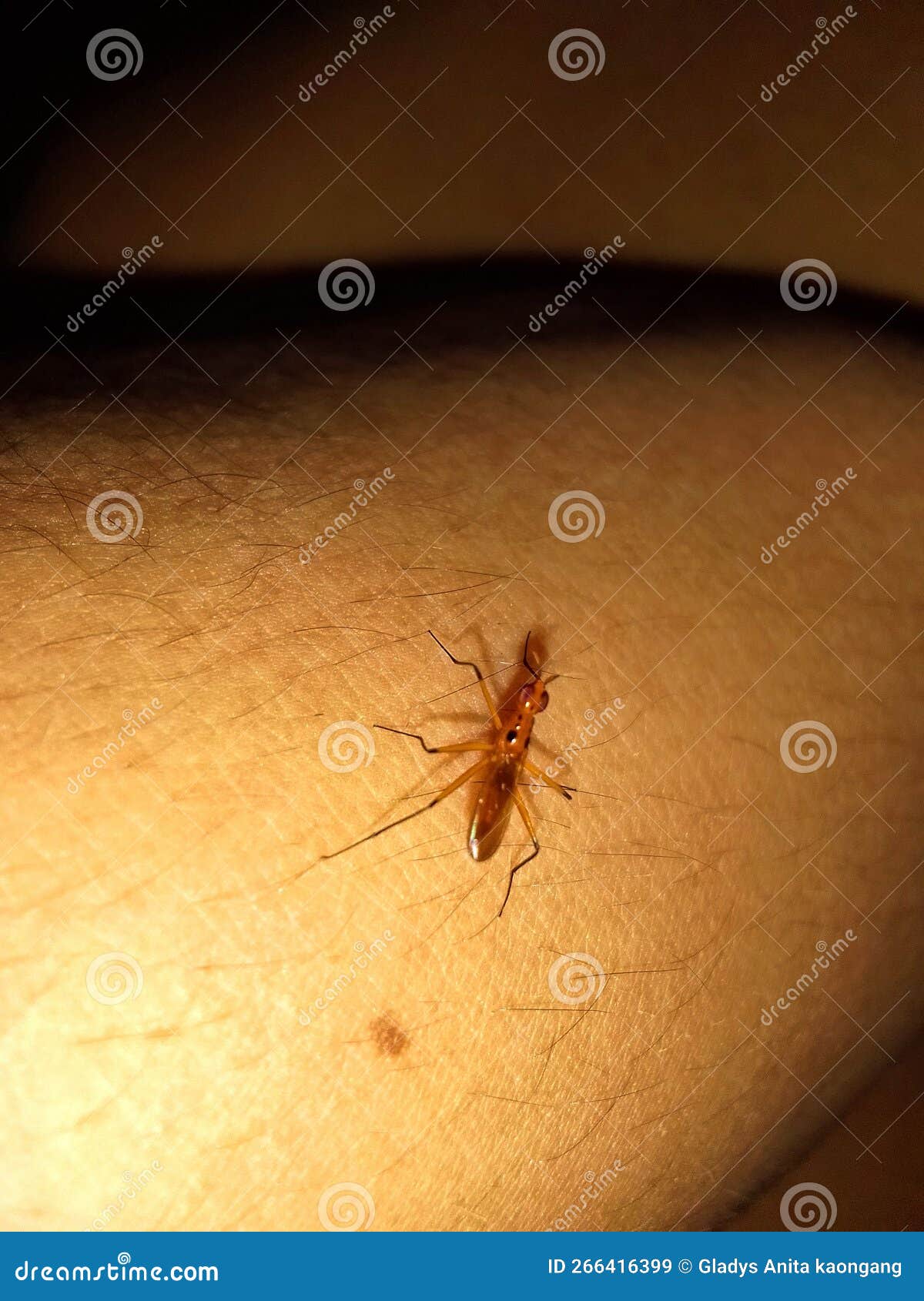 This Type of Fly Insect, Has a Reddish Brown Color Stock Image - Image ...