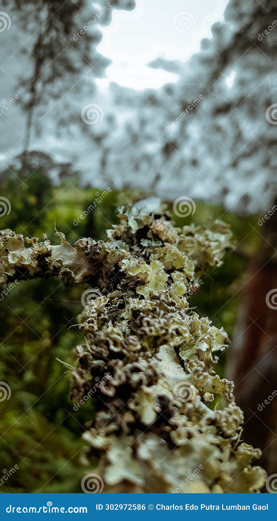 A Type of Fungus on Pine Trees Stock Photo - Image of fungus, trees ...