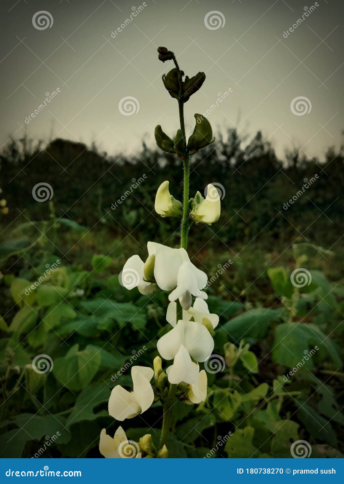 Type of Grain Flower Which Grow in Southern India Stock Photo - Image ...