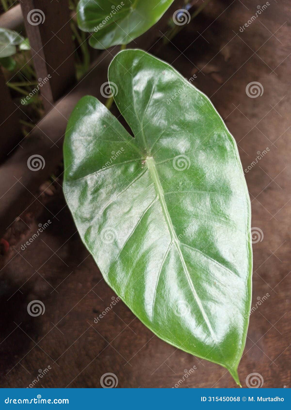 This is a Type of Green Lompong Plant that Grows Next To the House ...