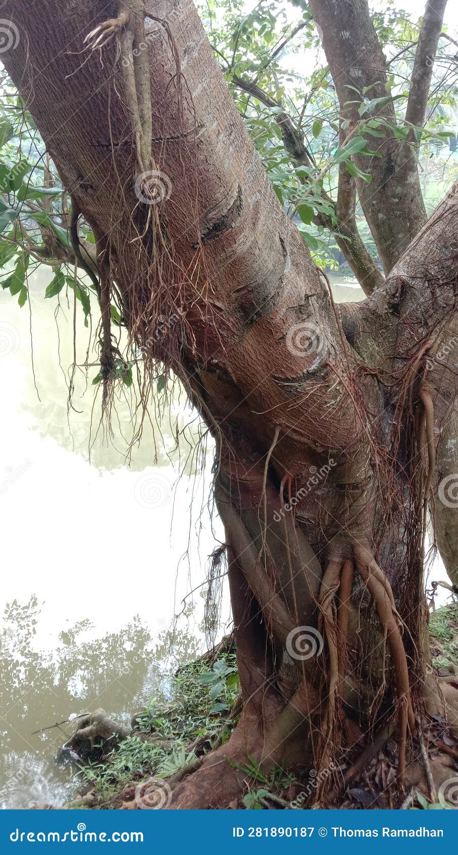 Type of Hanging Root on a Banyan Tree Stock Image - Image of hanging ...