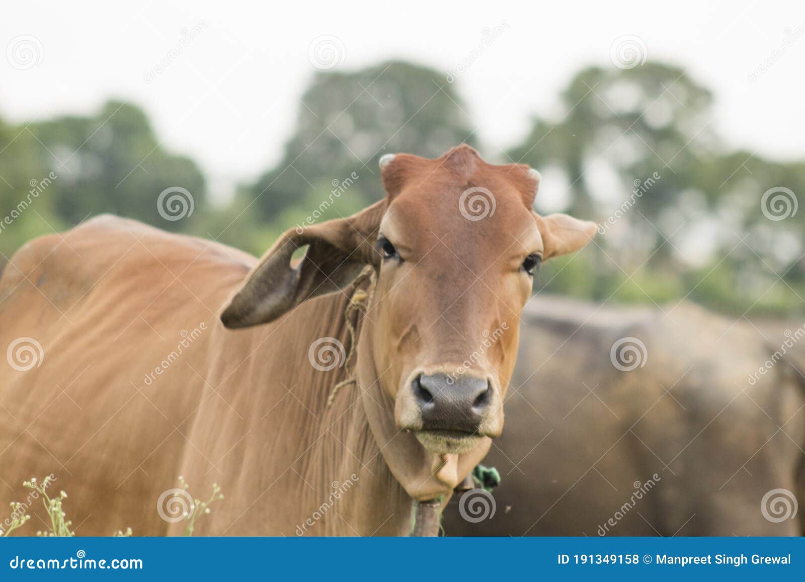 A2 type Indian Desi Cow stock photo. Image of still - 191349158