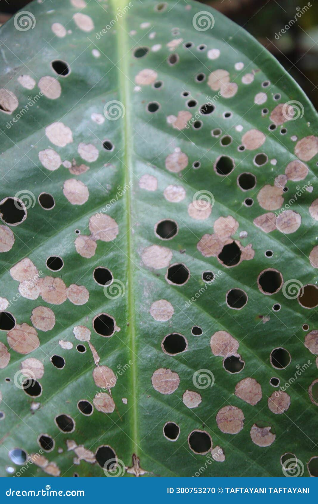 This Type of Insect Eats Leaves, Causing Holes in the Leaves Stock ...