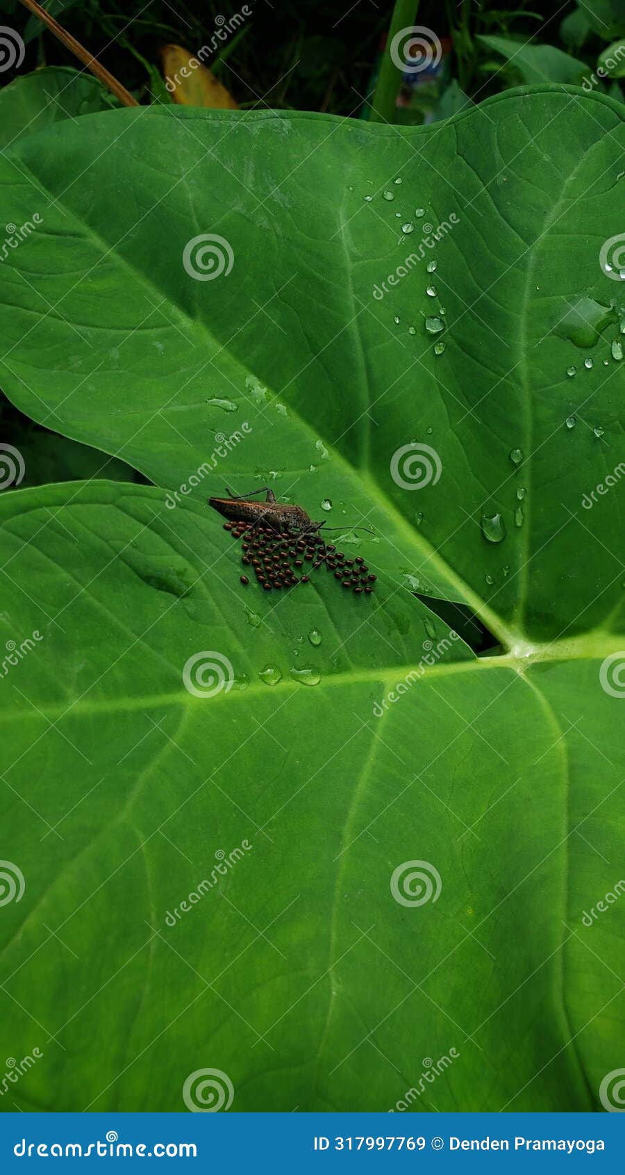 A Type of Insect that is Laying Eggs on Taro Leaves Stock Image - Image ...