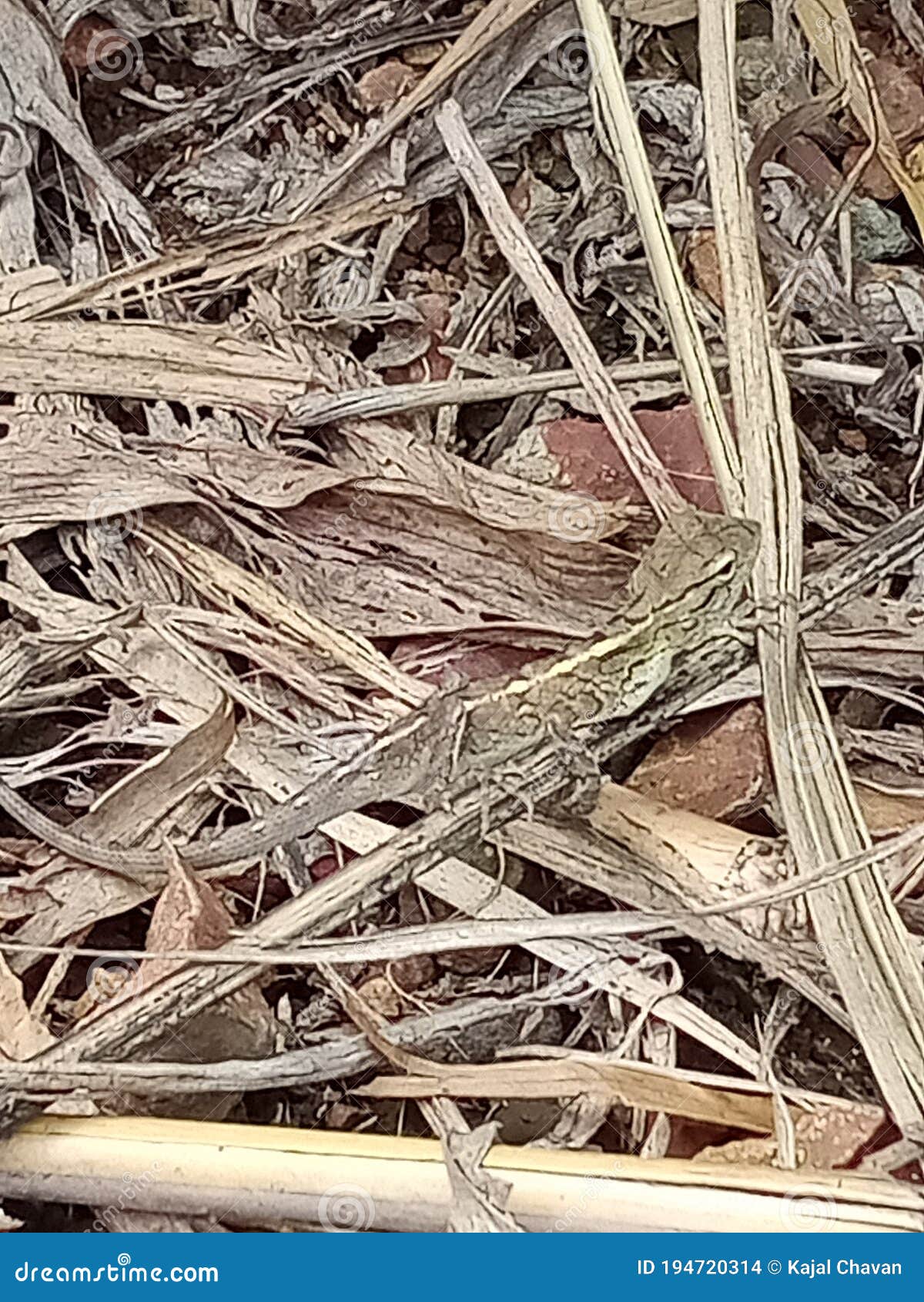 Lizard Changing Skin. Molting Anole On A Tree Branch. Tropical Animals ...
