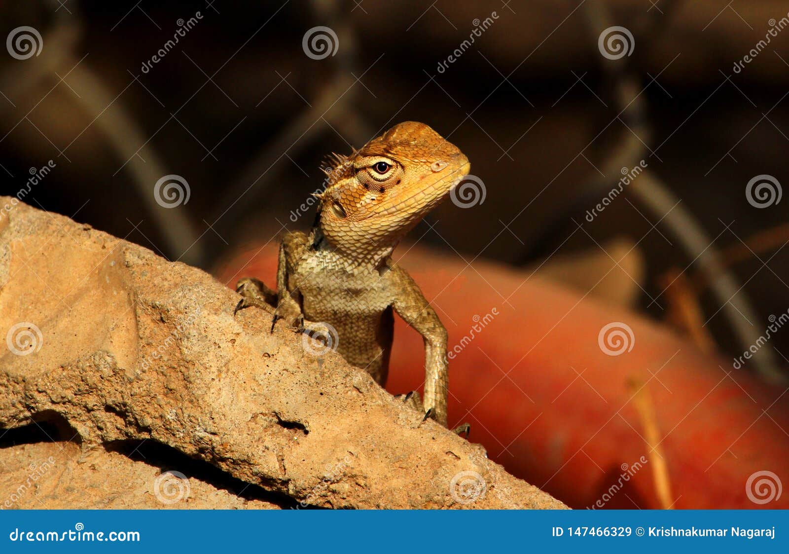 Side View of Lizard Sitting on Stone Stock Image - Image of reptile ...
