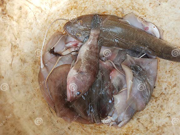 This is a Type of Longtail Fish that Comes from Sea Water Stock Image ...