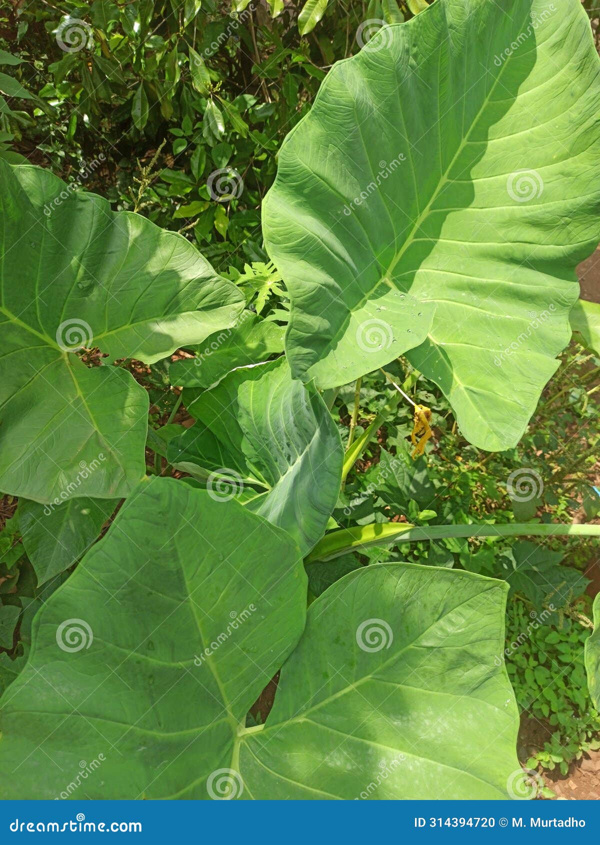 This is a Type of Lush Green Lompong Plant Stock Photo - Image of type ...