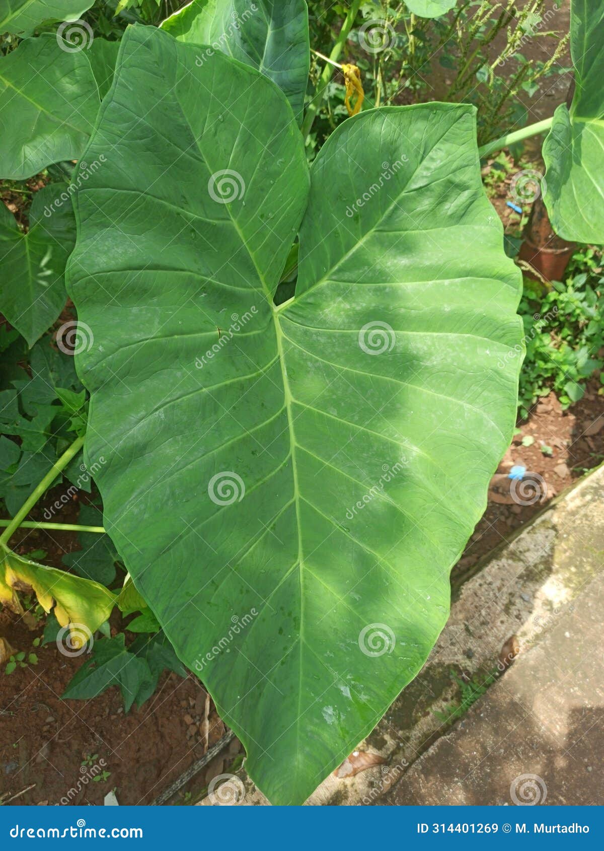This is a Type of Lush Green Lompong Plant Stock Image - Image of ...