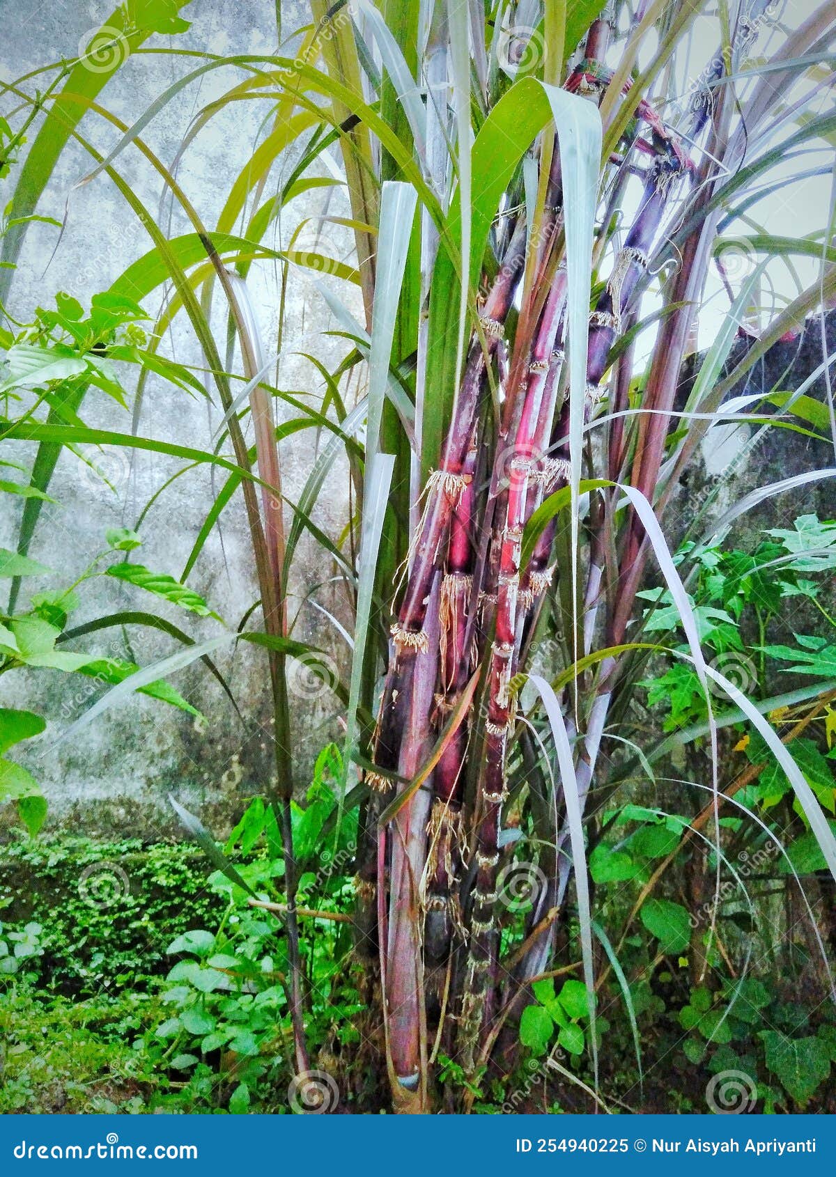 The Sugarcane Tree Stock Photography | CartoonDealer.com #143405978