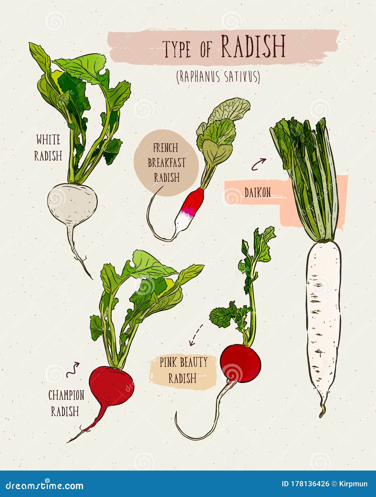 Type of Radish, Hand Draw Sketch Vector Stock Vector - Illustration of ...
