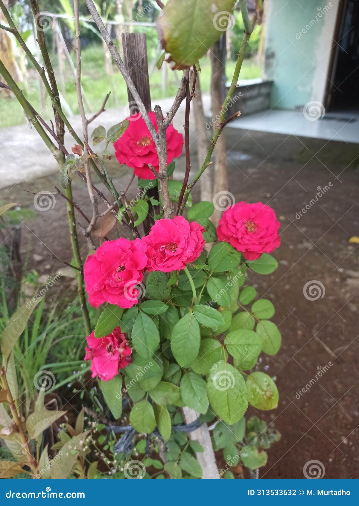 This is a Type of Red Rose that is so Beautiful Indonesia Stock Photo ...