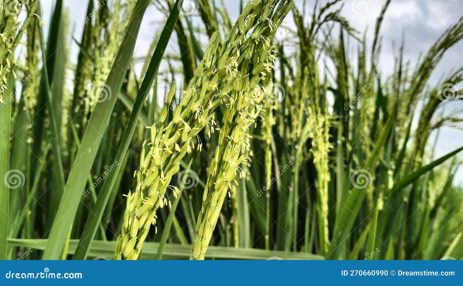 Type of Rice Variant Inpari 30 Aged 110 Days Stock Photo - Image of ...