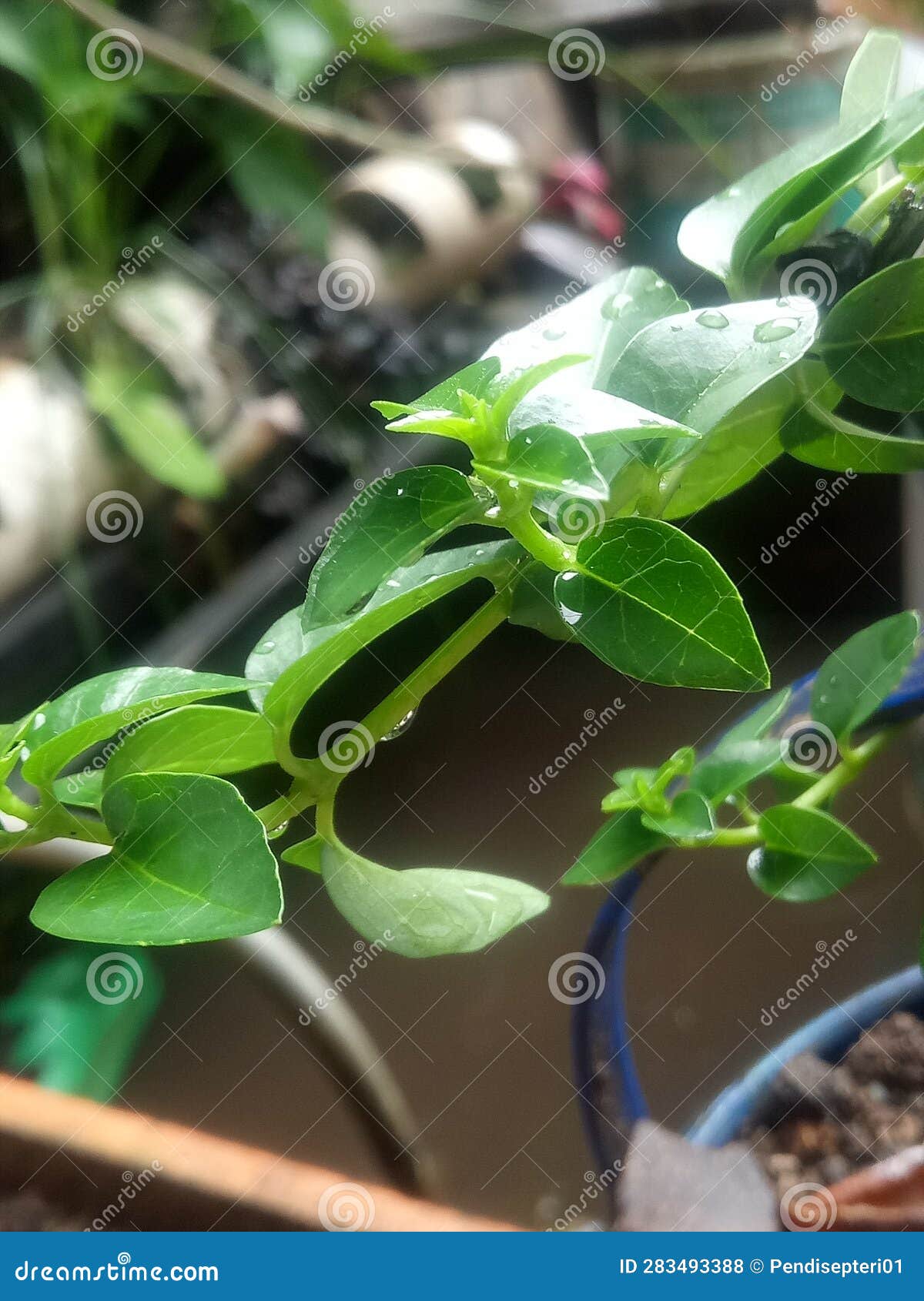 A Type of Sancang Leaf that Has Just Sprouted Stock Photo - Image of ...