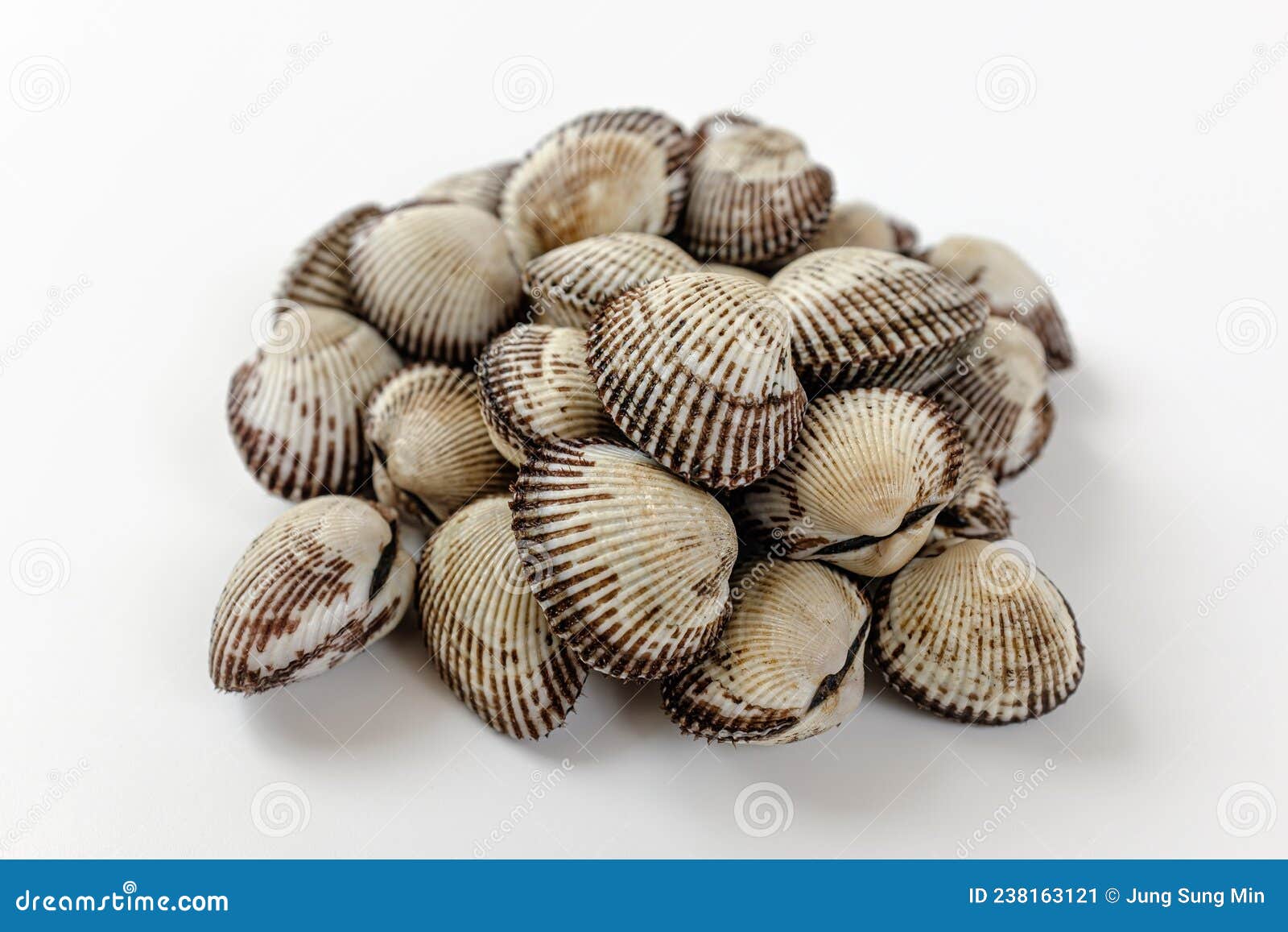 Cockle on a White Background Stock Image - Image of crustacean, hard ...