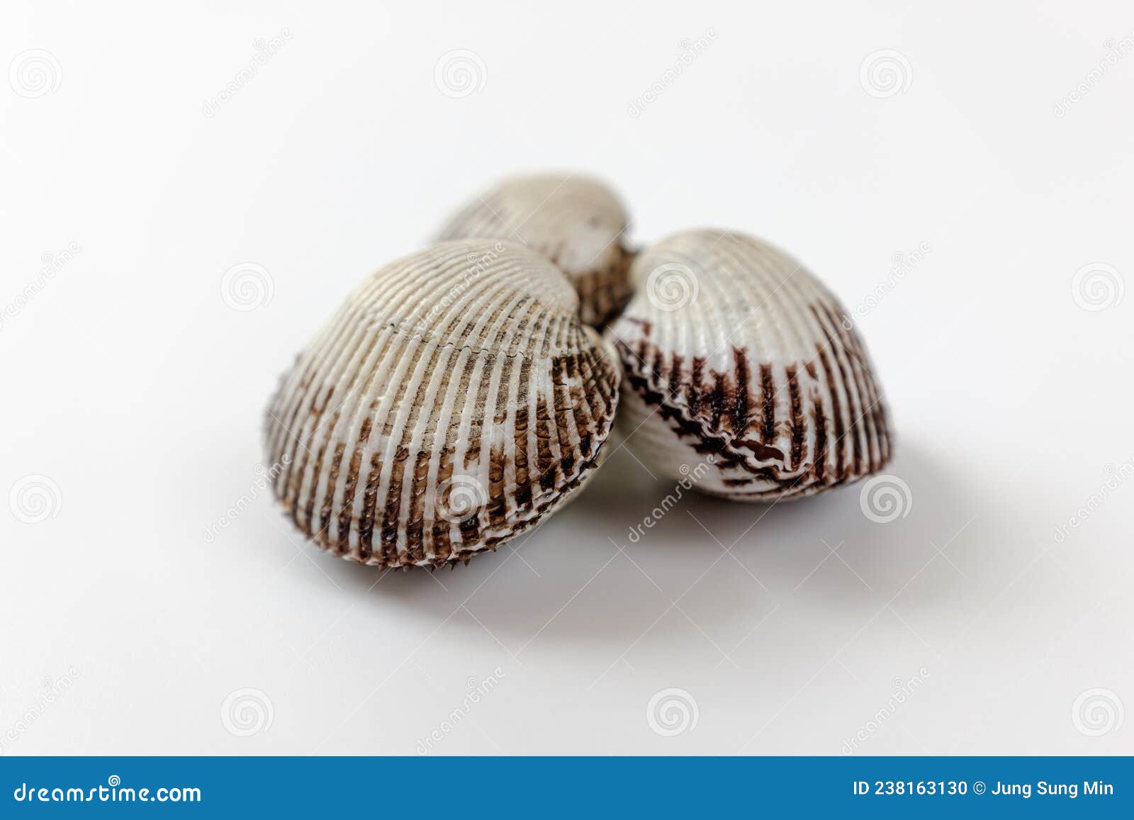 Cockle on a White Background Stock Photo - Image of shell, meal: 238163130