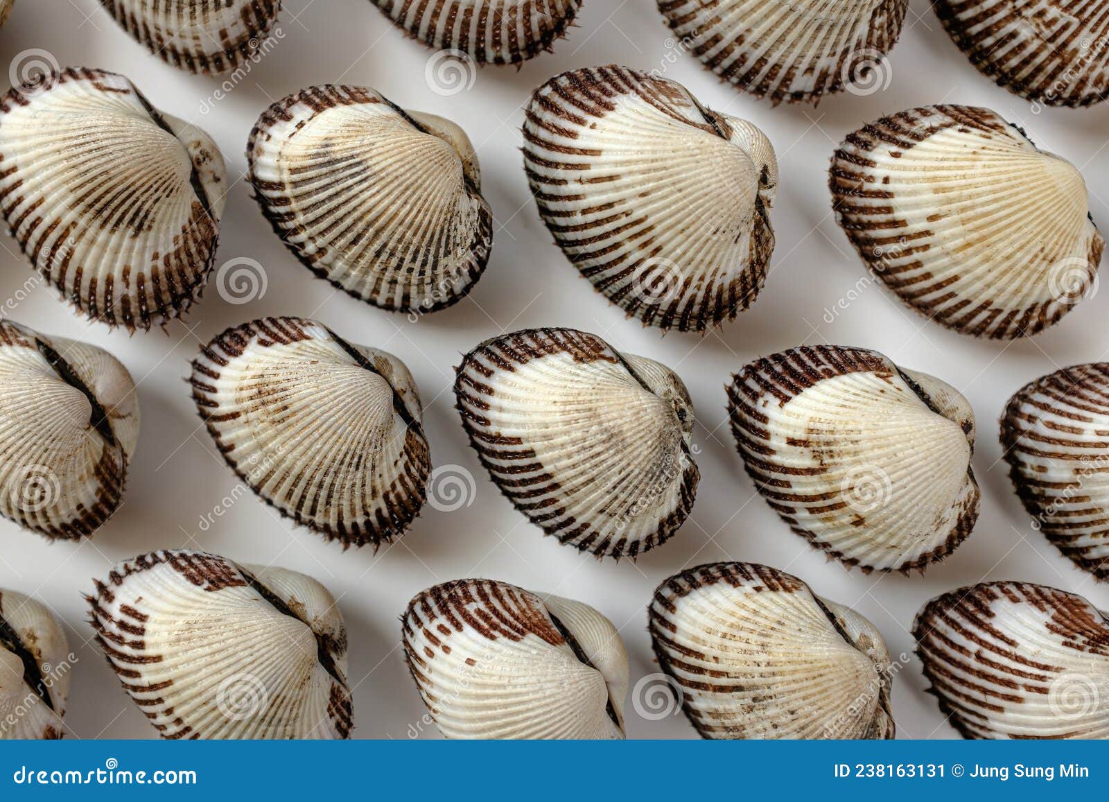 Cockle on a White Background Stock Image - Image of seafood, crustacean ...