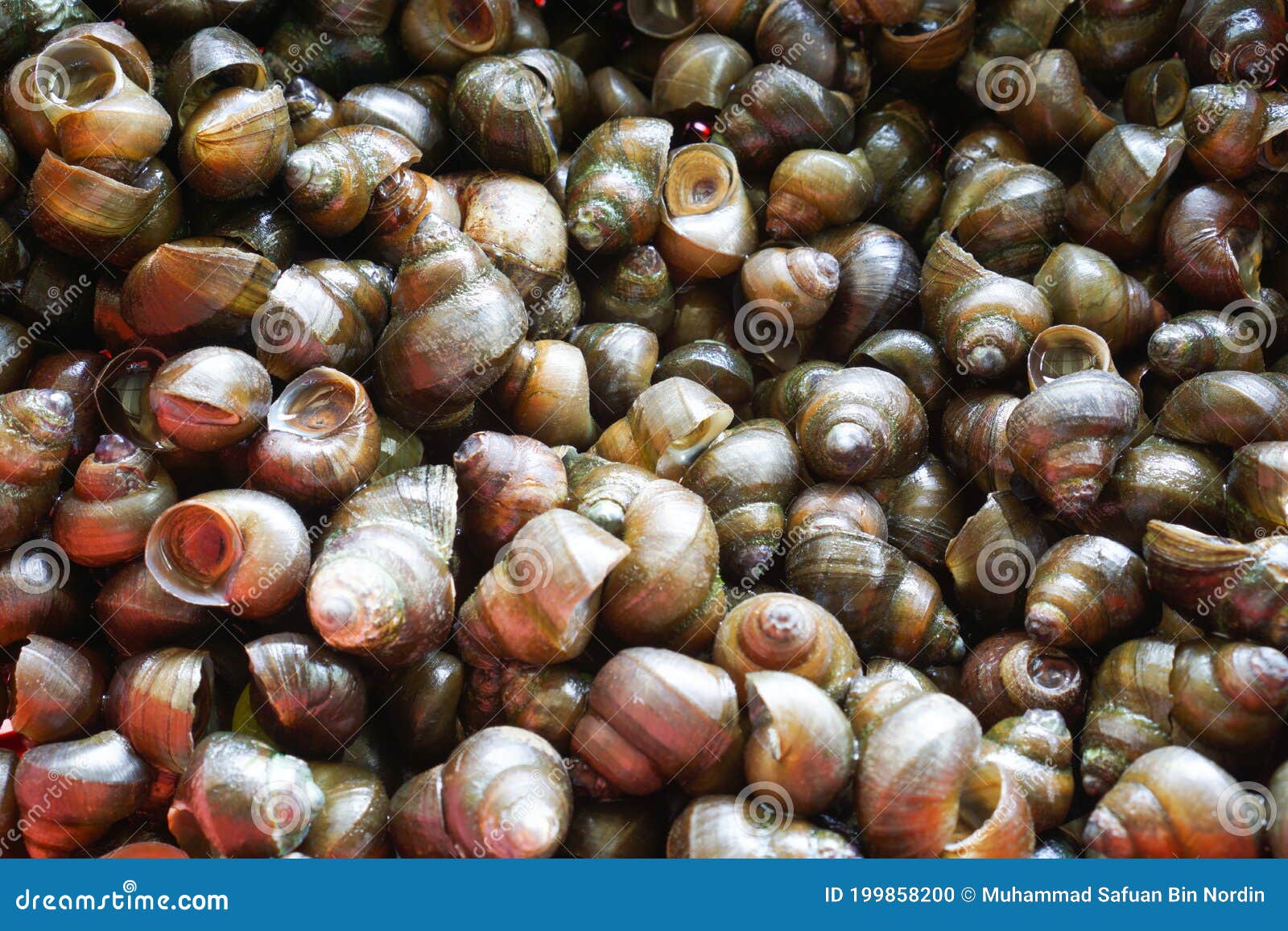 Type of Snail that Lives in Rice Fields Stock Photo - Image of fauna ...