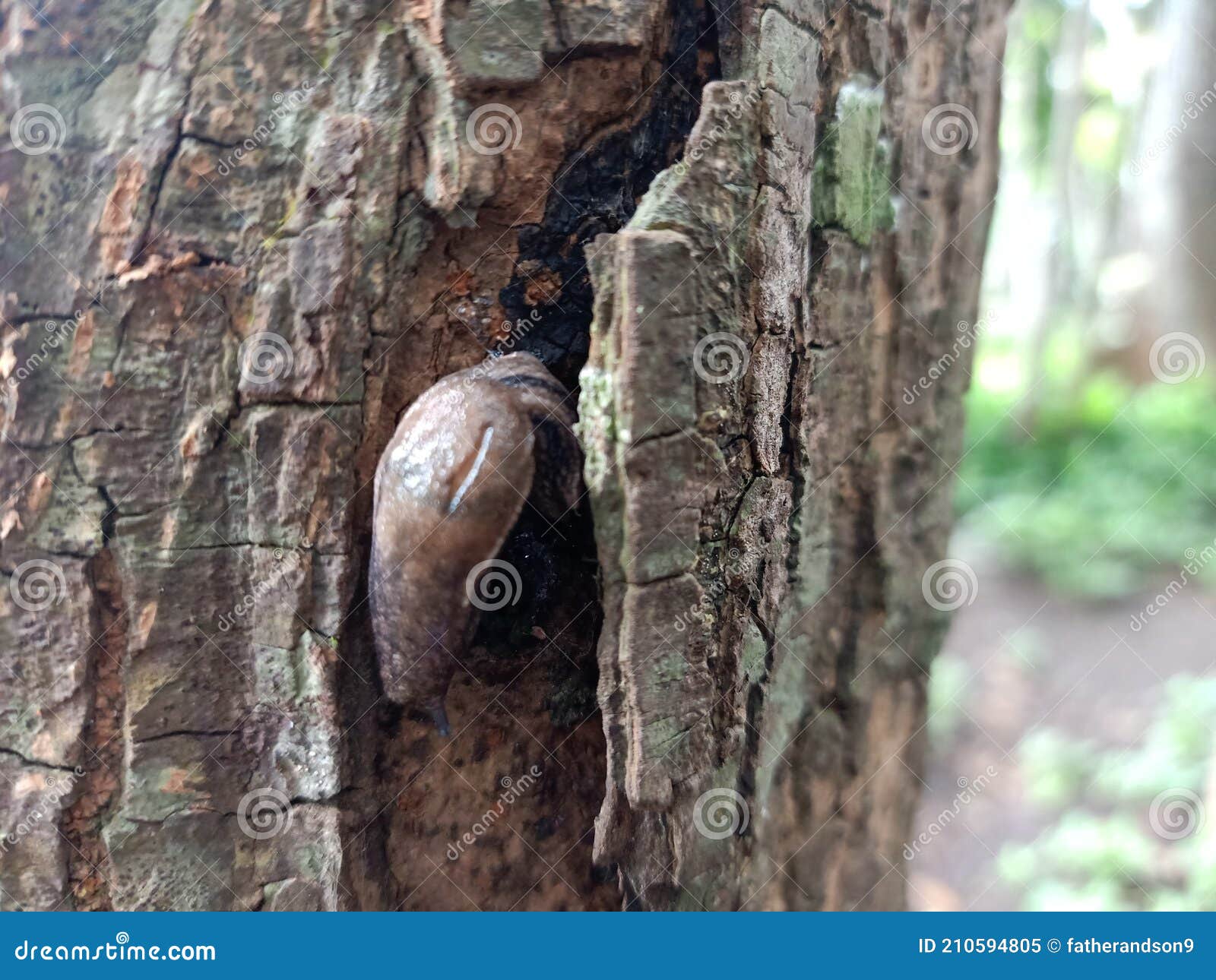 A Type of a Snail without a Shell, on the Bark. Stock Image - Image of ...