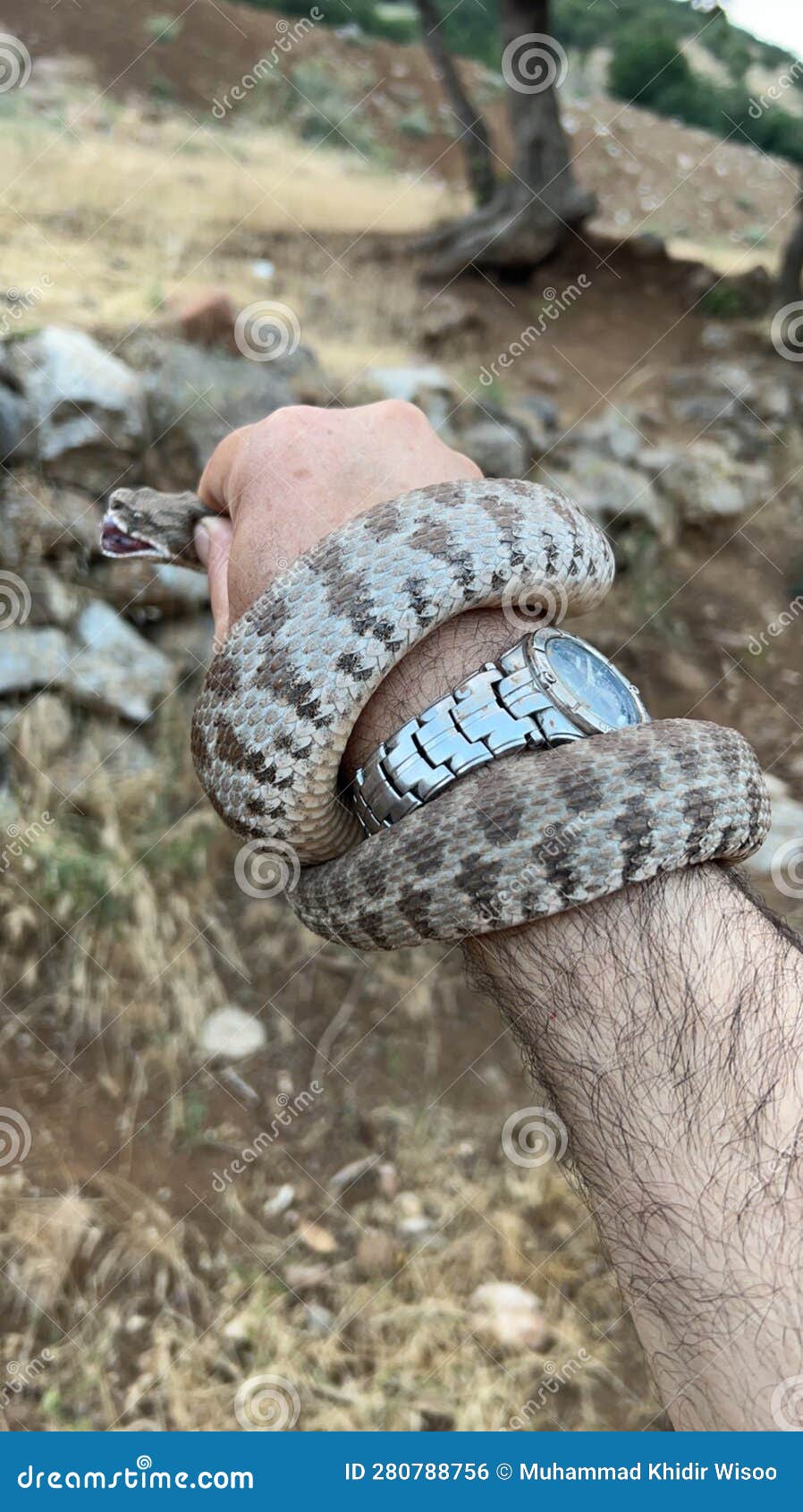 A snake in my hand stock photo. Image of frog, insect - 280788756
