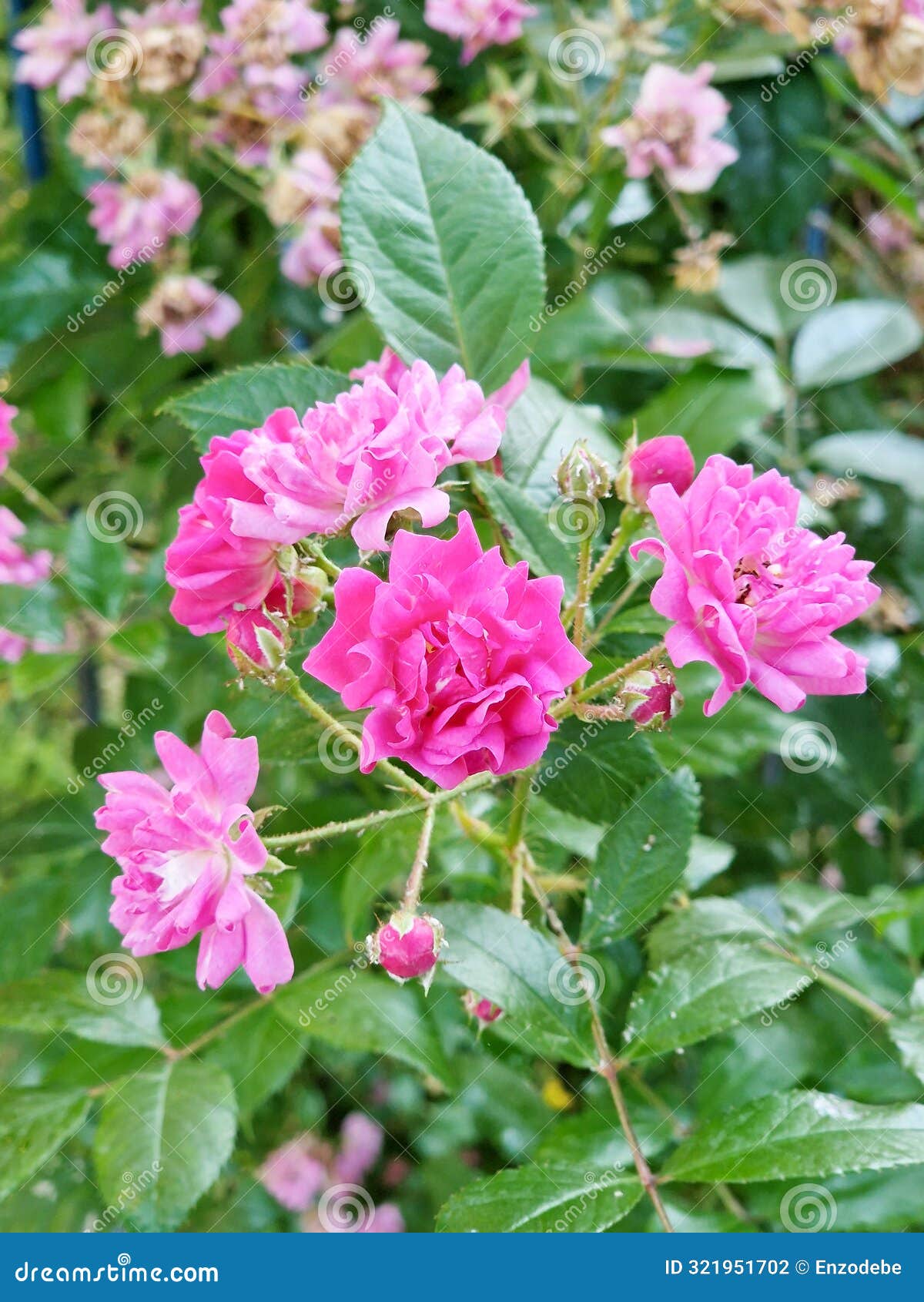 Type of Spontaneous Wild Rose from the Rugose Stock Photo - Image of ...