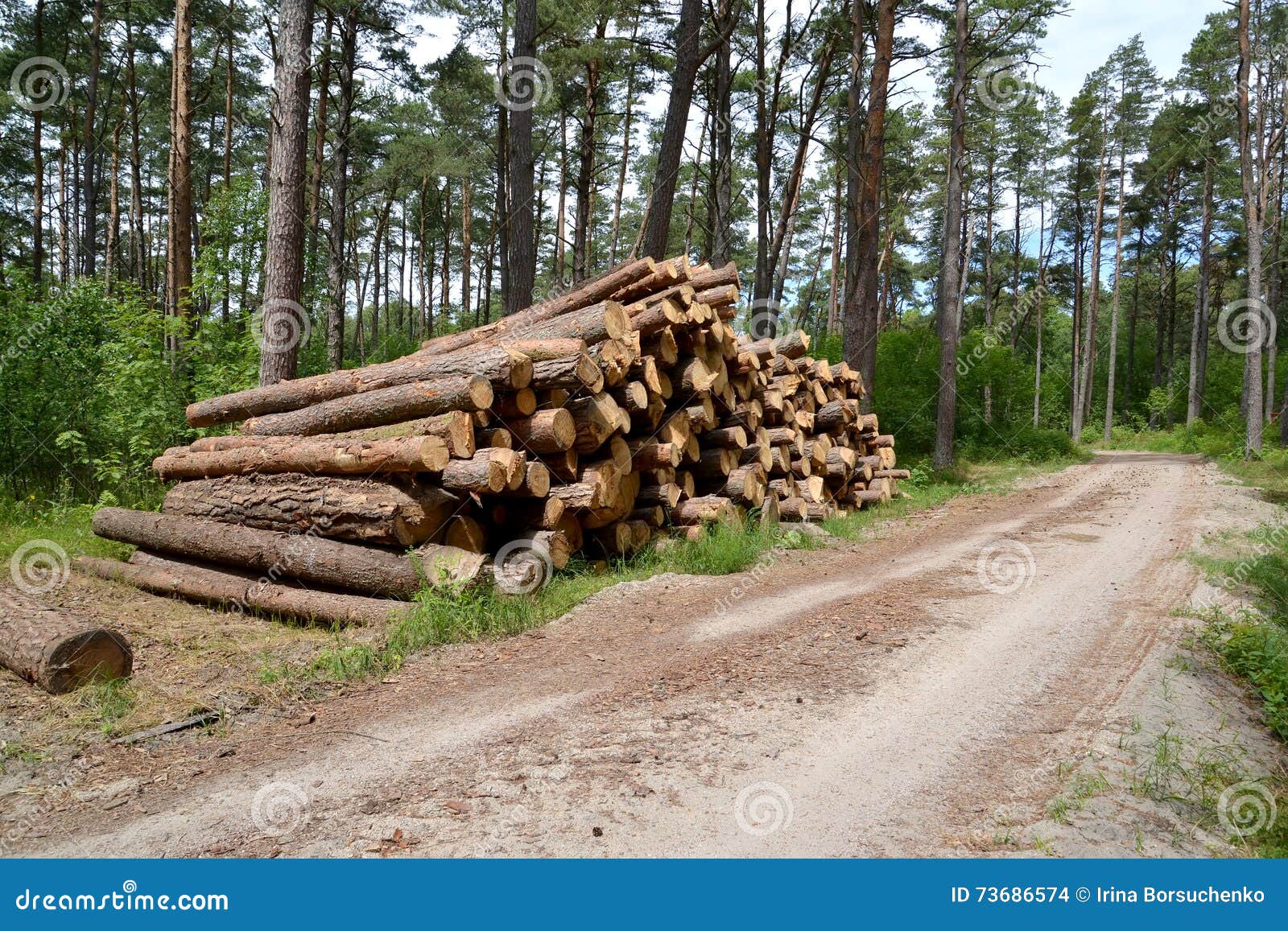 Type on a Stack of Pine Logs at the Forest Road. Wood Procurement Stock ...