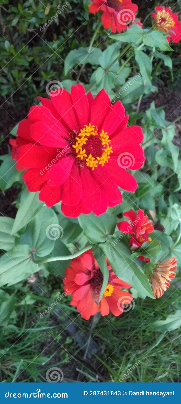 A Type of Sunflower that is Red in Color Grows Wild Stock Image - Image ...