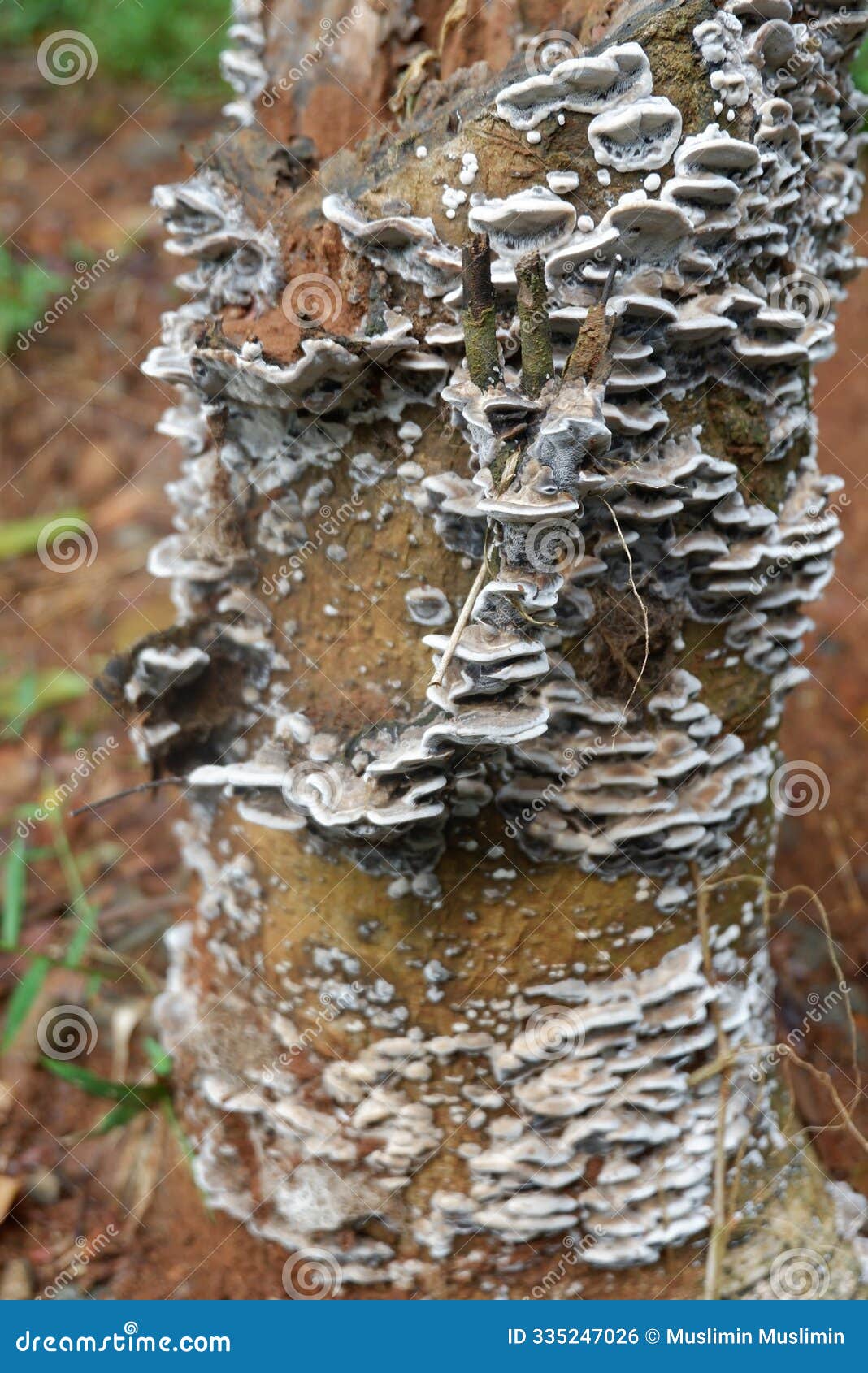 Tree Fungus Royalty-Free Stock Photography | CartoonDealer.com #88674431