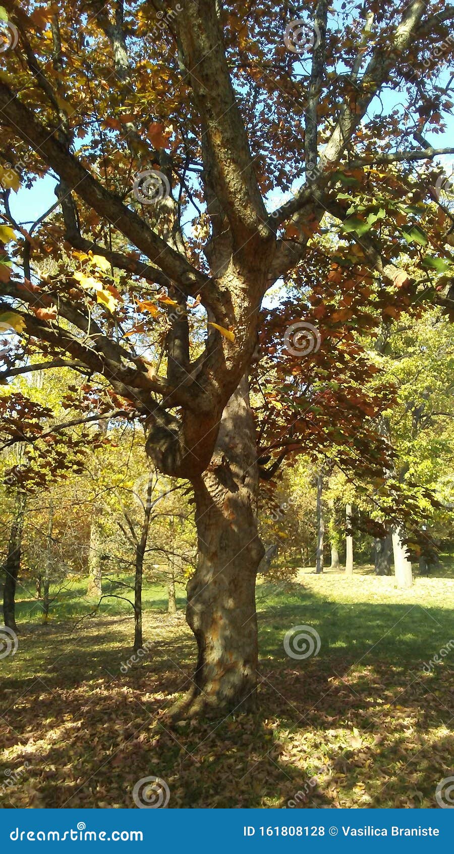 Type of Tree Ã®n the Yard of Florica Villa Stock Photo - Image of type ...