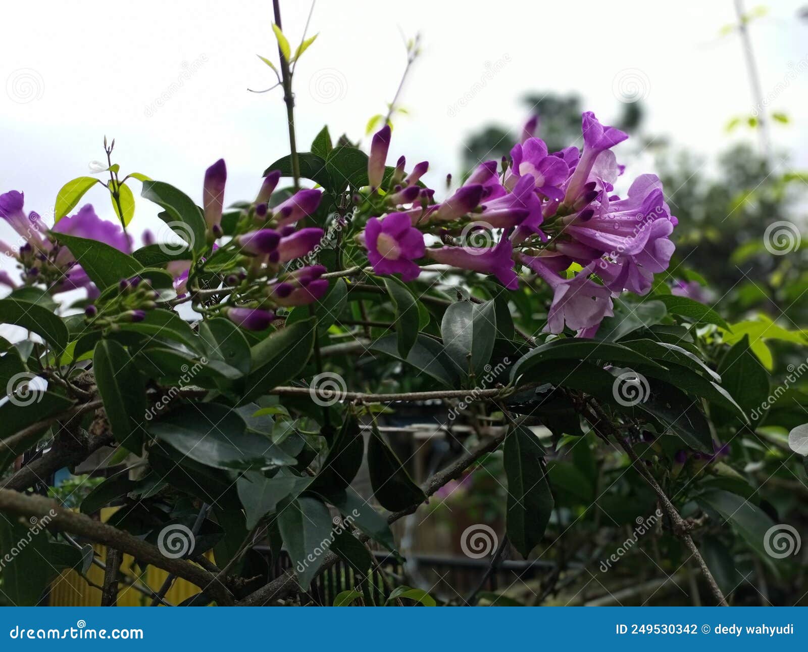 A Type of Vine with Purple Flowers Stock Photo - Image of leaf, vine ...