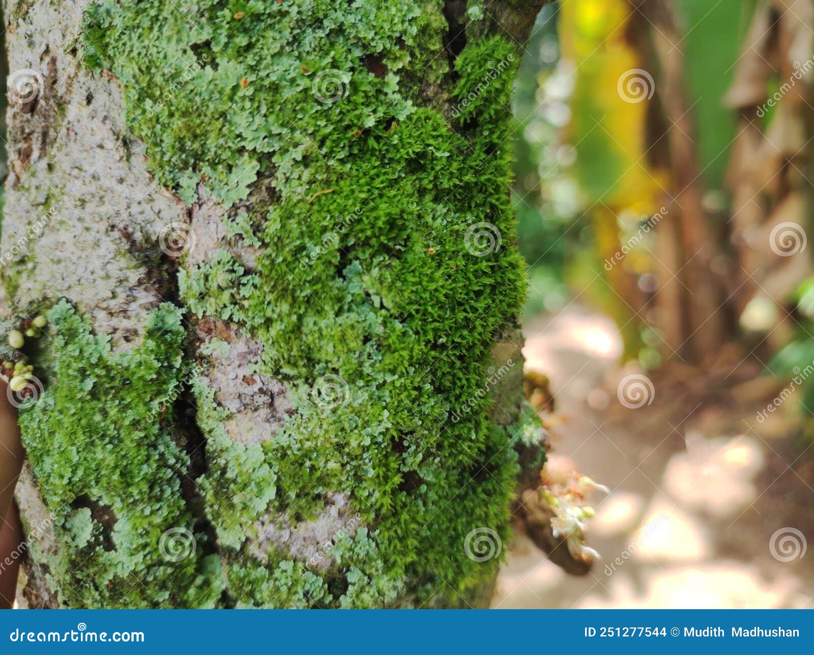 A Type of Water Moss that Grows on Trees. Stock Photo - Image of ...
