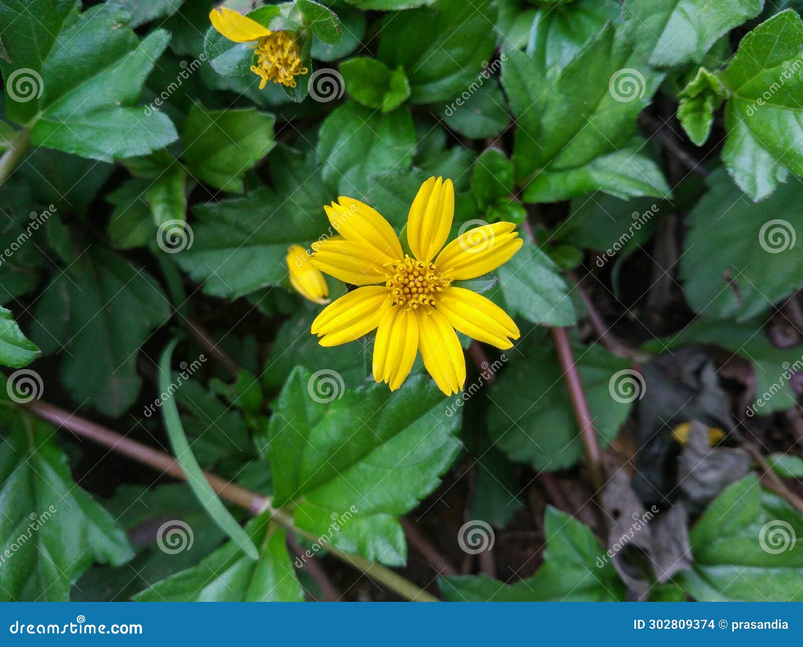 A Type of Wedelia that Grows Wild Stock Photo - Image of beauty ...