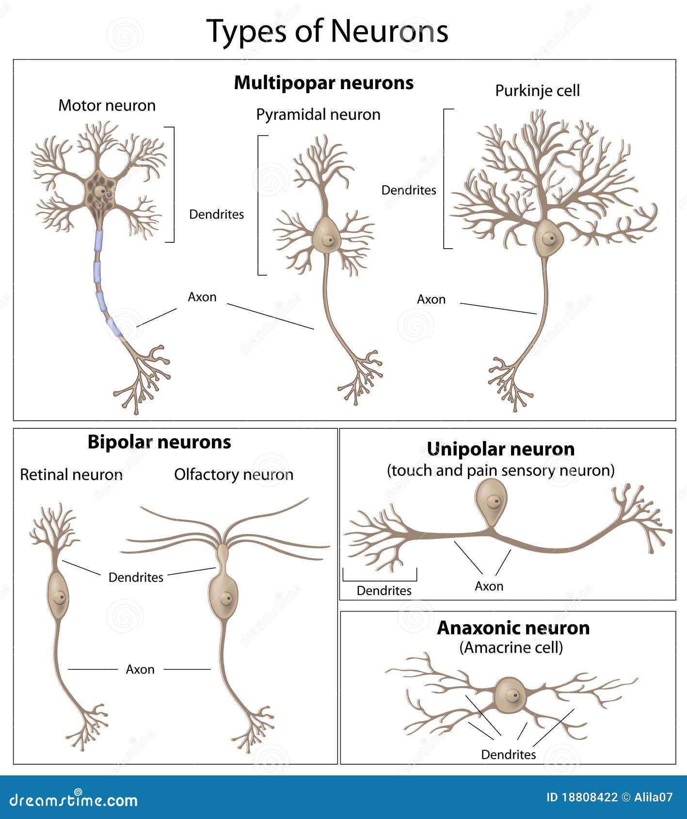 Typen Der Neuronen Stockfotografie - Bild: 18808422