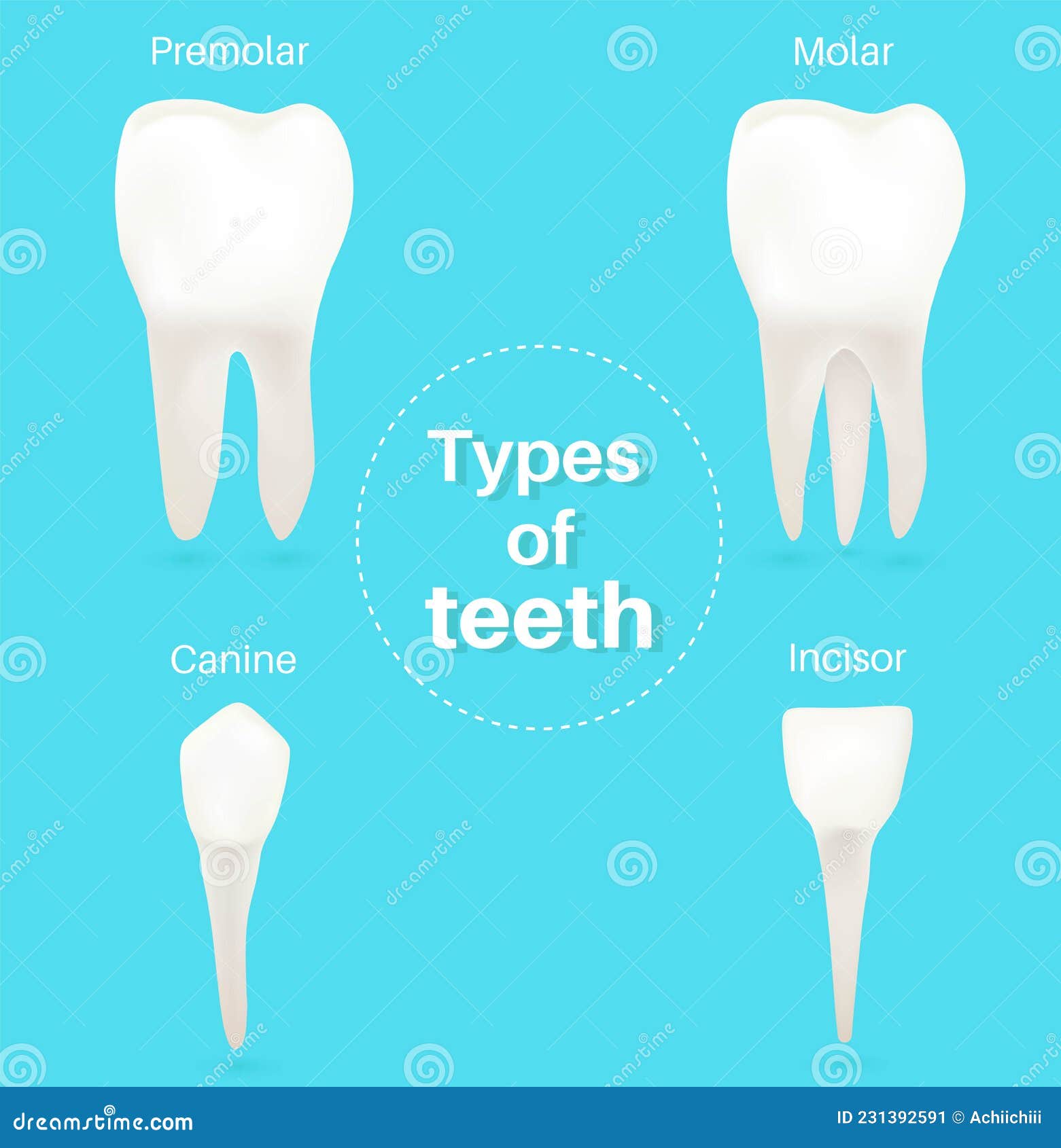 The Four Types of Teeth. stock vector. Illustration of biology - 231392591