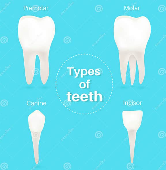 The Four Types of Teeth. stock vector. Illustration of biology - 231392591
