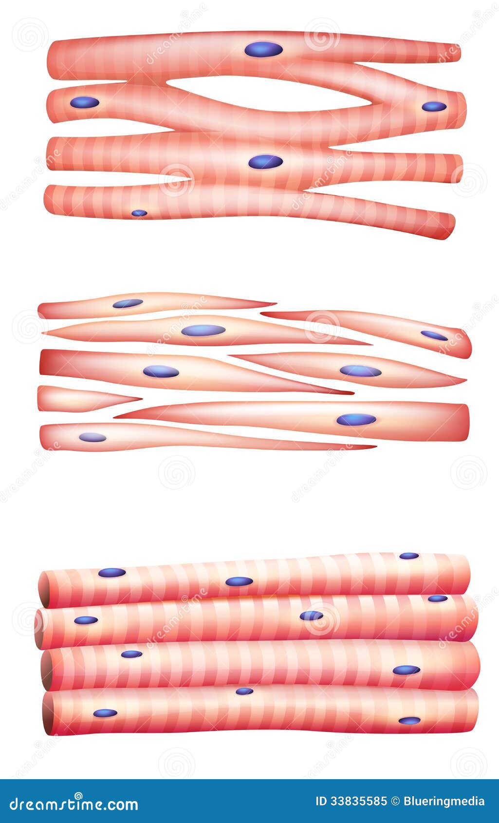Typer av muskler stock illustrationer. Illustration av organismer ...