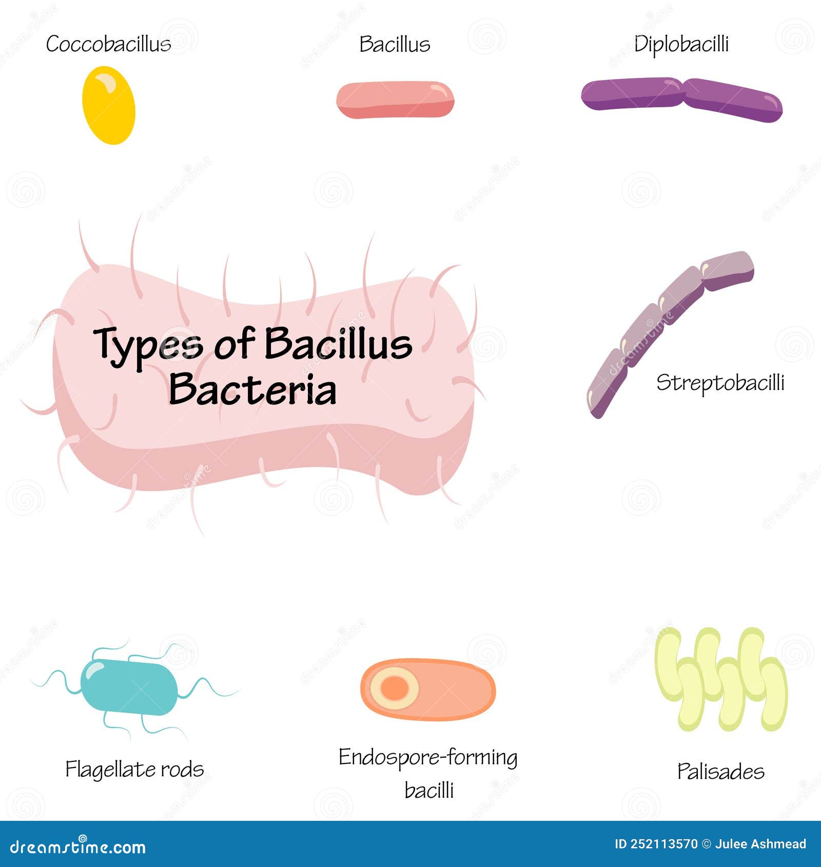 Types of bacilli bacteria stock vector. Illustration of document ...