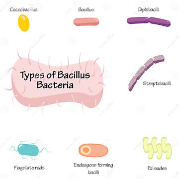 Types of bacilli bacteria stock vector. Illustration of document ...