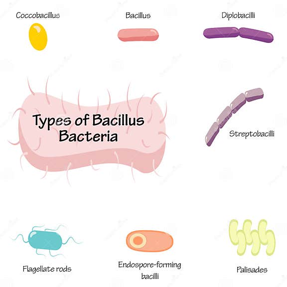 Types of bacilli bacteria stock vector. Illustration of document ...
