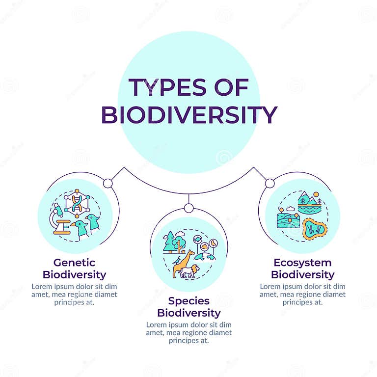 Types of Biodiversity Circular Diagram Infographic Stock Vector ...
