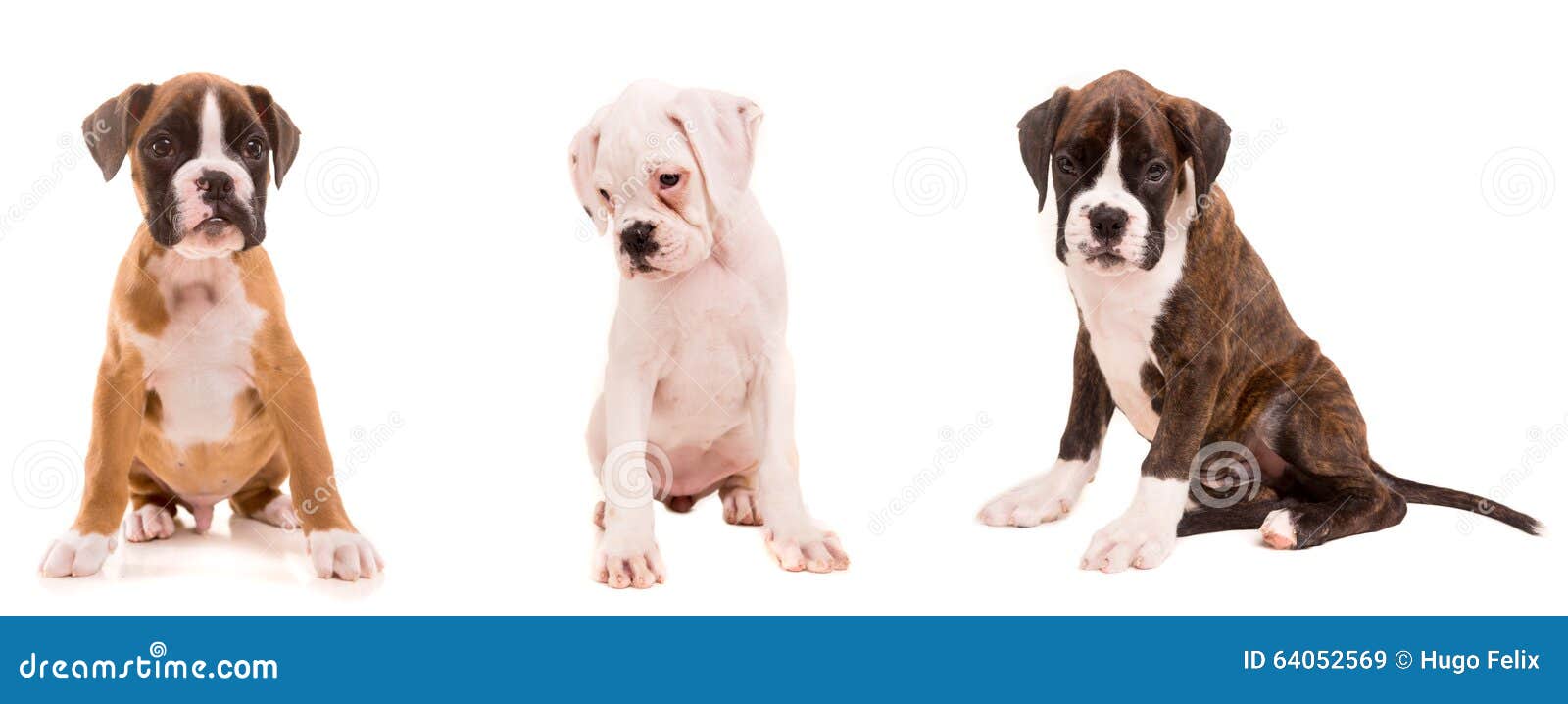 3 Types Boxer Puppies Stock Photos - Free & Royalty-Free Stock Photos ...