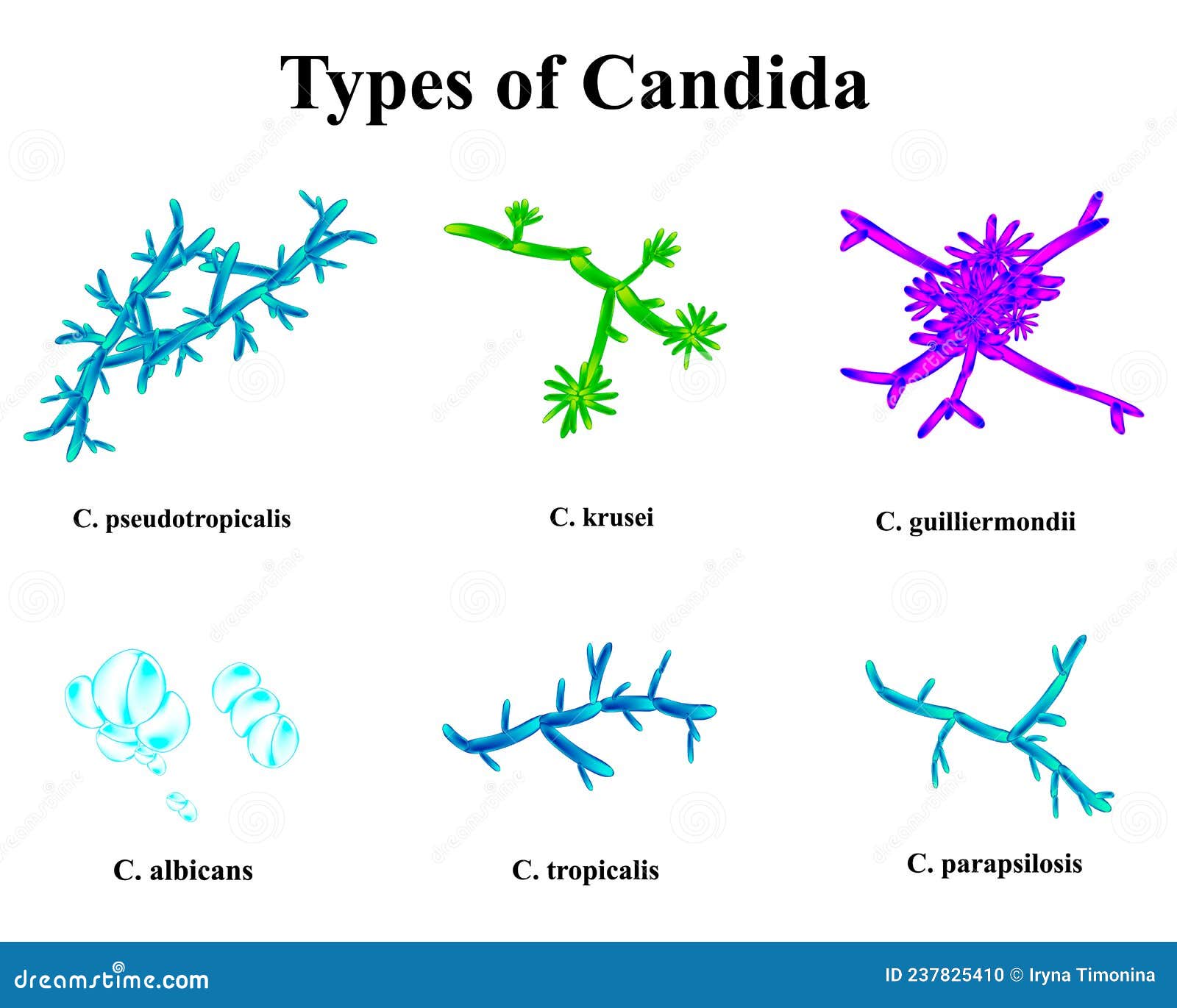 Types of Candida. Anatomical Structure of Candida Stock Illustration ...