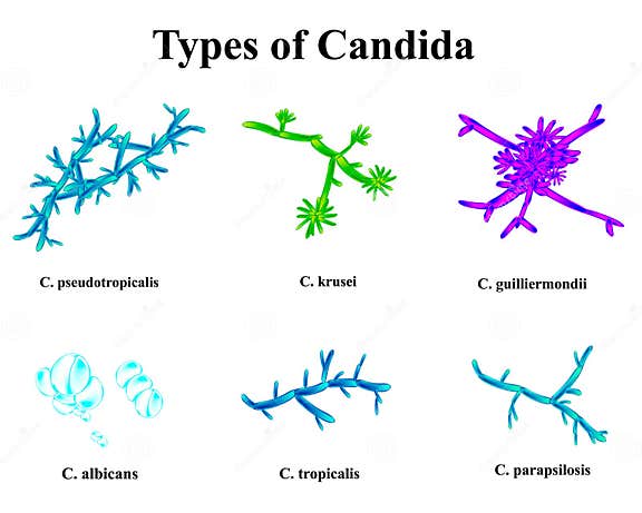 Types of Candida. Anatomical Structure of Candida Stock Illustration ...