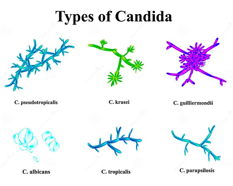 Types of Candida. Anatomical Structure of Candida Stock Illustration ...