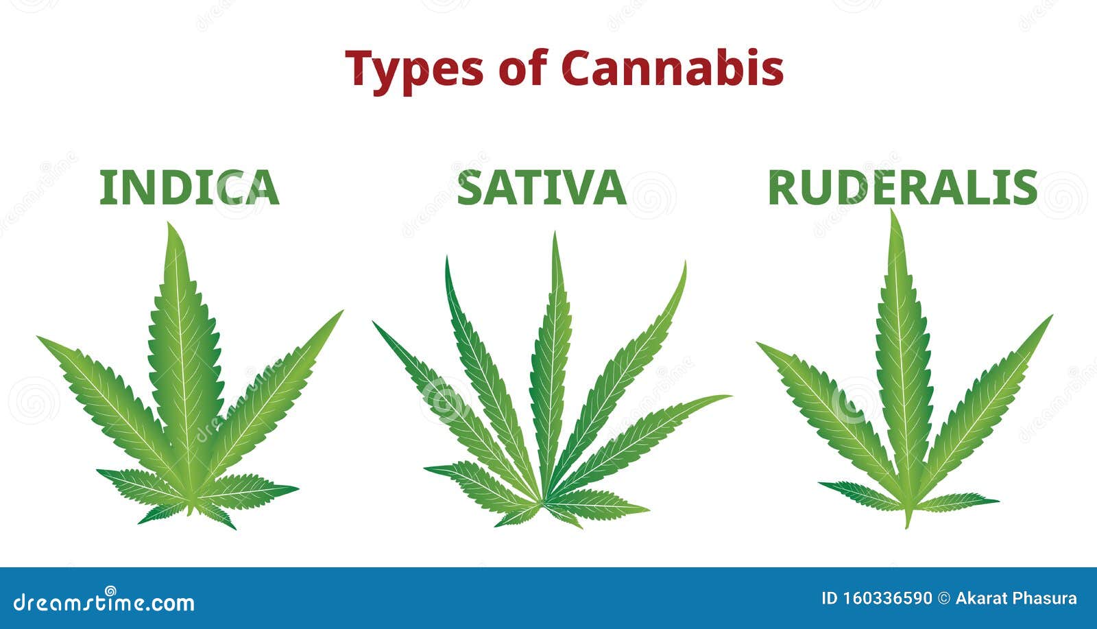 Types of Cannabis, Marijuana Leaves Comparison, Vector Stock Vector ...