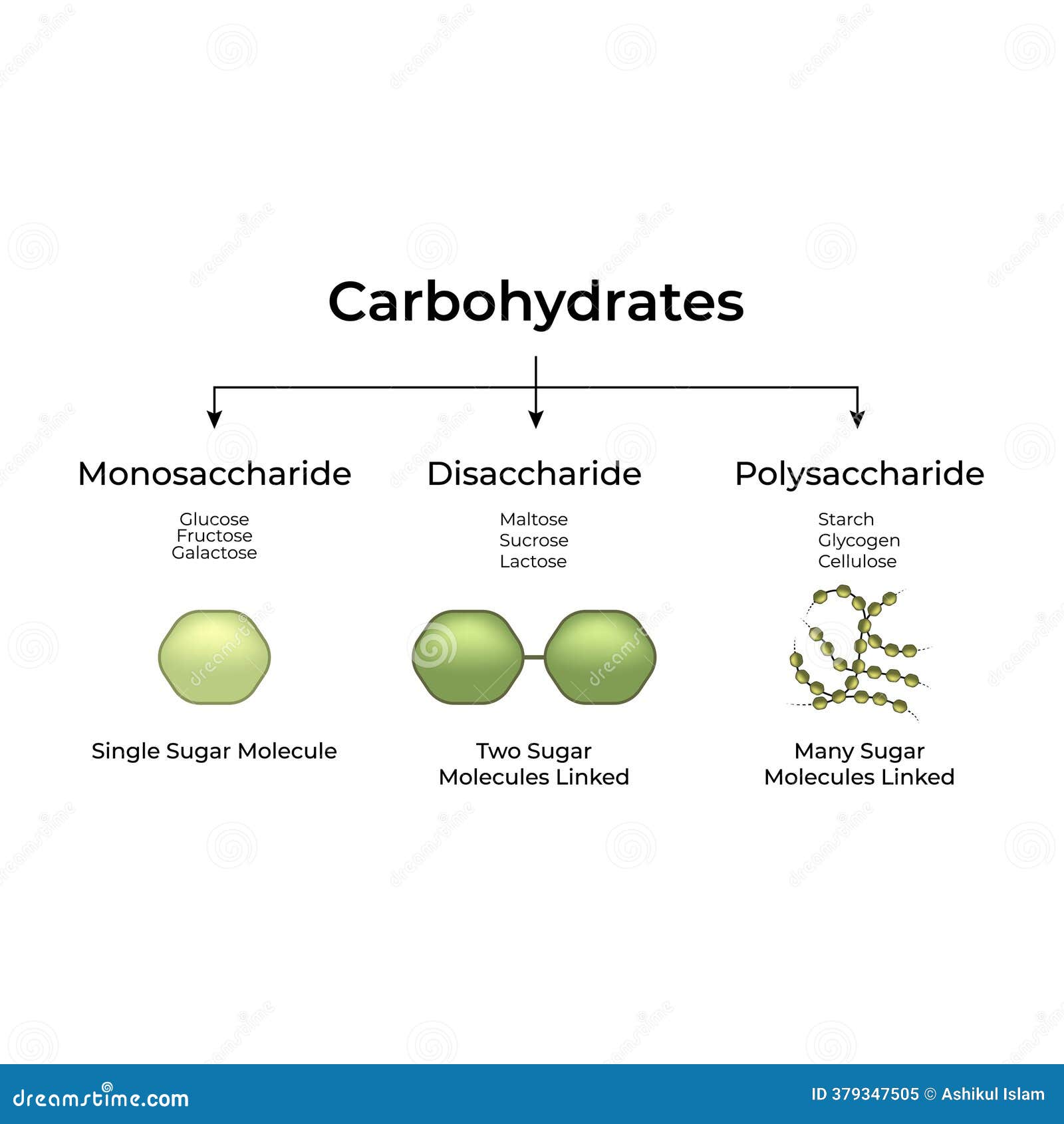 Types Of Carbohydrates Monosaccharides Disaccharides And ...
