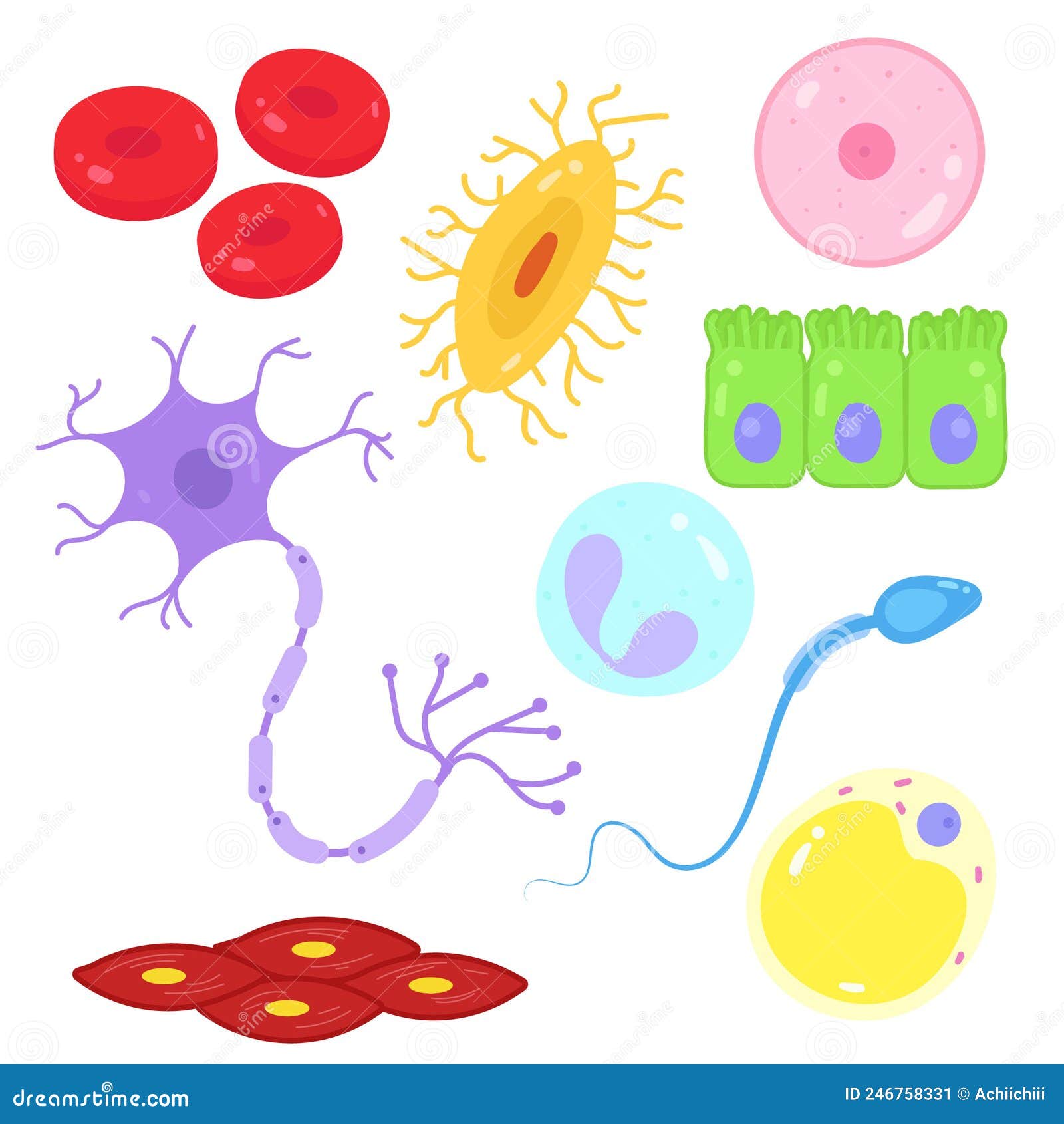 Types of Cells in the Human Body. Stock Vector - Illustration of blood ...