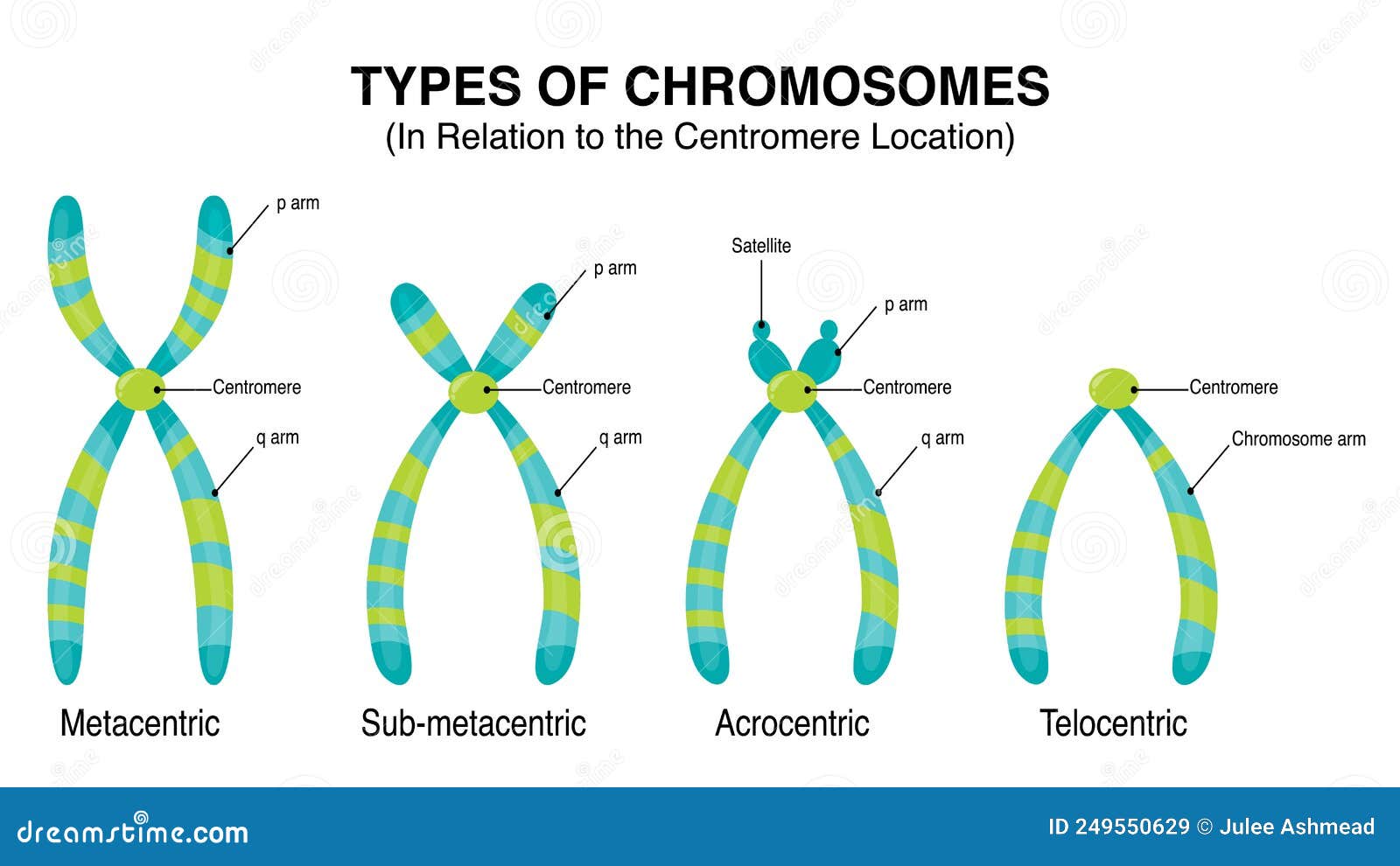 Types of Chromosomes in Relation To the Centromere Location ...