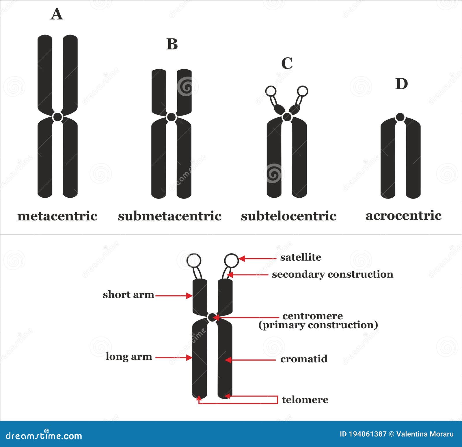 Chromosome structure stock illustration. Illustration of human - 194061387