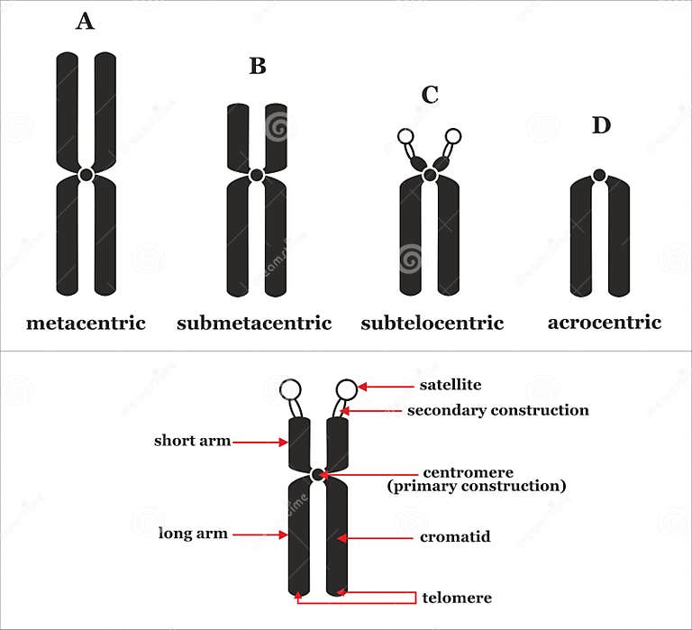 Chromosome structure stock illustration. Illustration of human - 194061387